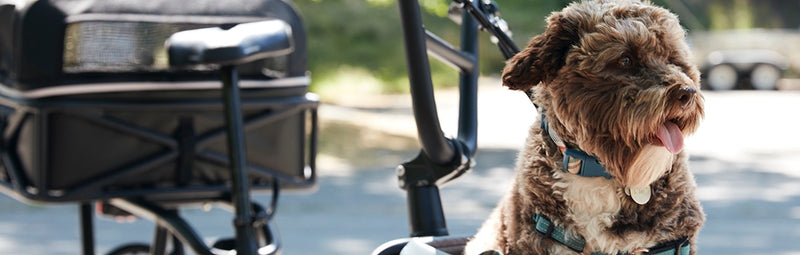 Ebike Accessories for Pets | Rad Power Bikes | Rad Power Bikes
